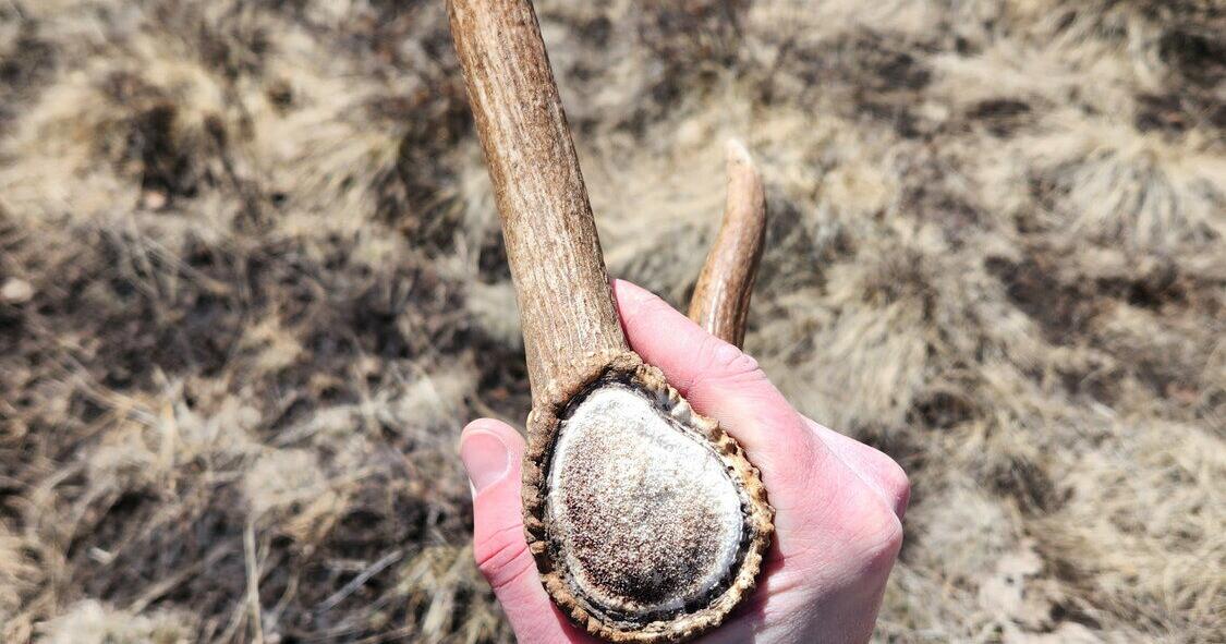 New antler collecting law goes into effect | Environment | taosnews.com