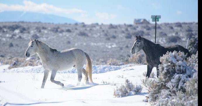 Wild Horse Mesa | La Vida | taosnews.com