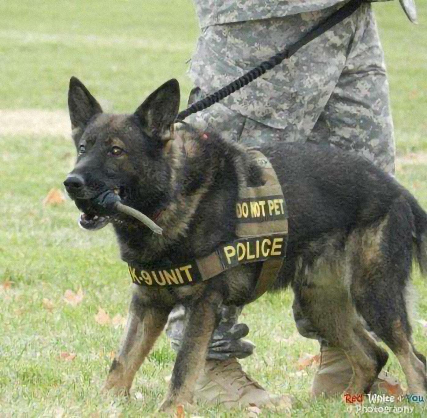 Retired military working dog receives memorial in Carson | Animals in ...