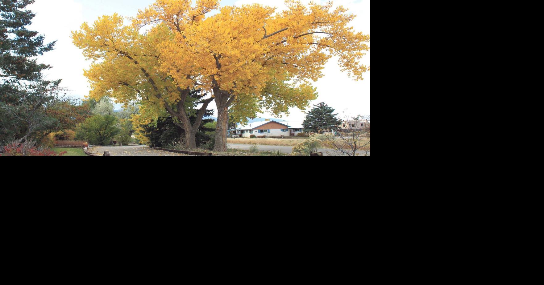Genus Populus: Lifeline trees of the West | La Vida | taosnews.com