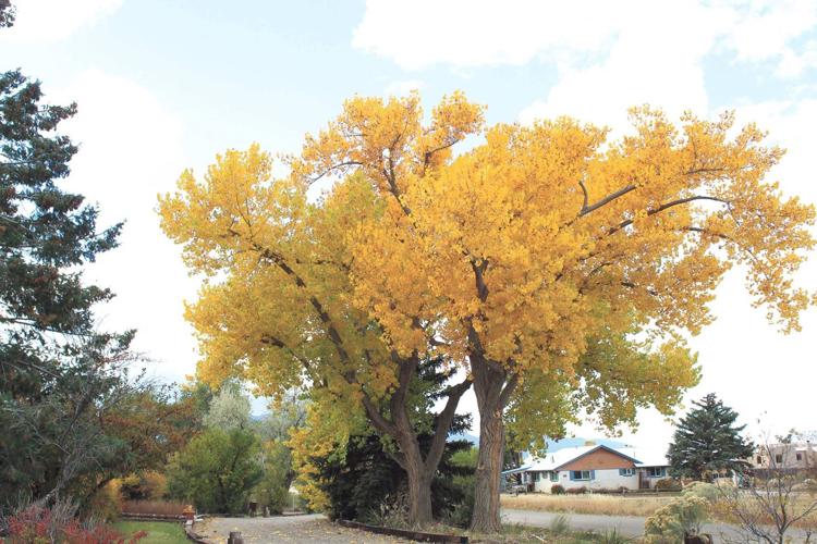 Genus Populus: Lifeline trees of the West | La Vida | taosnews.com