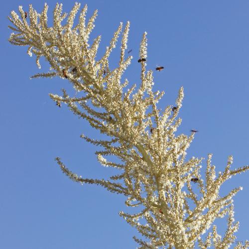 Pollinator decline and what you can do about it | Great-outdoors ...