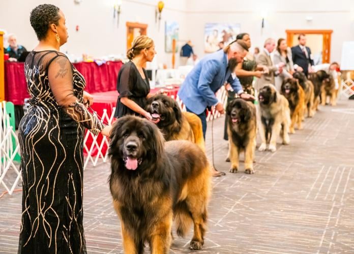 Dogs show off in Taos style | Animals in the News | taosnews.com