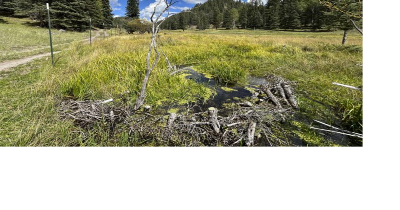 Rio Cebolla hike shows returns of restoration effort | Environment ...