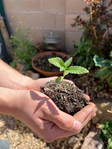 Clean weed: Sun and soil — a deep dive into cannabis growing practices ...