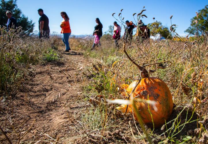 It's pumpkin season | Local News | taosnews.com
