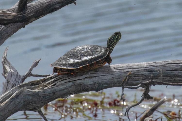 Conservation group sues feds to protect Rio Grande turtle | Environment ...
