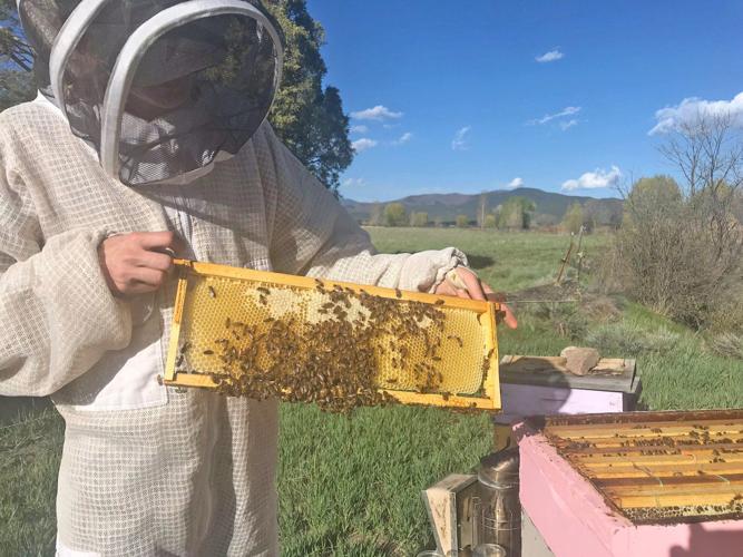 Pollinator decline and what you can do about it | Great-outdoors ...