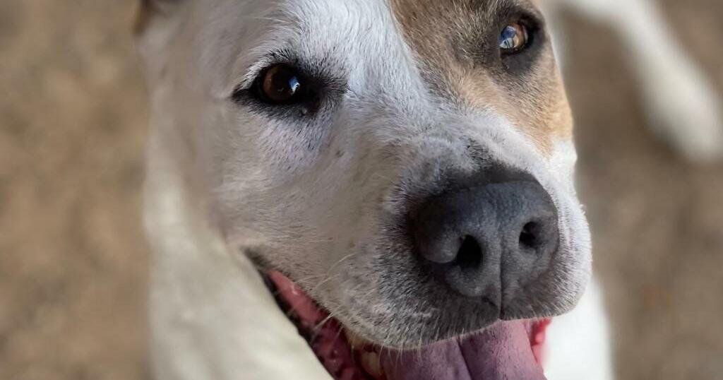 Stray Hearts Animal Shelter Report | Animals in the News | taosnews.com