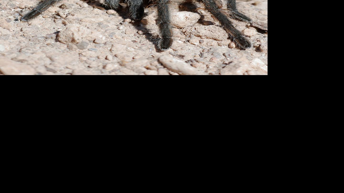 Enviro brief: Tarantula 'migration' underway | Environment | taosnews.com