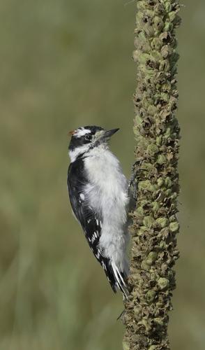 Long-distance flyer lands in Taos | Environment | taosnews.com