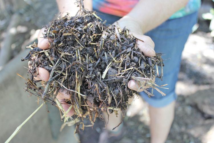 Earthworms, fungi, bacteria, oh my! Turning dirt into the soil your ...