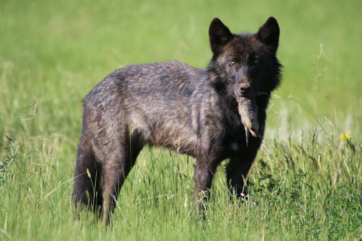 Colorado gray wolf captured in NM | Environment | taosnews.com