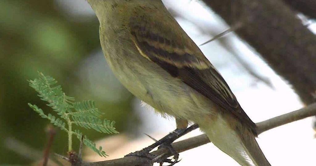 Pilar bridge gets $495K for renovations | Environment | taosnews.com