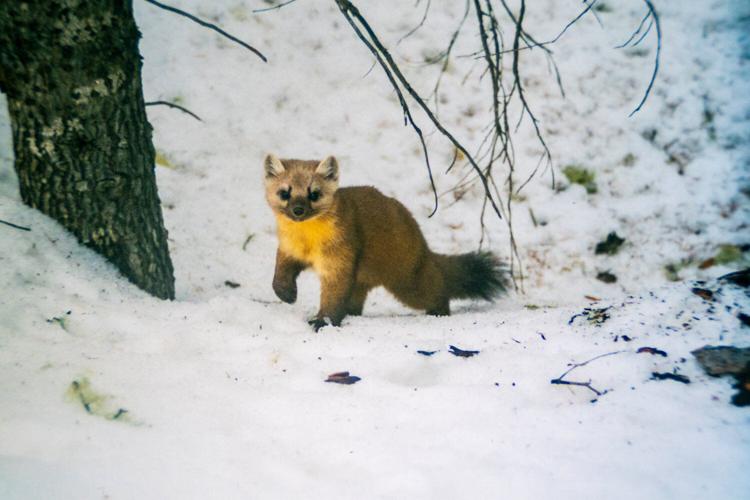 Marten population unknown, but habitat loss under threat | Environment ...