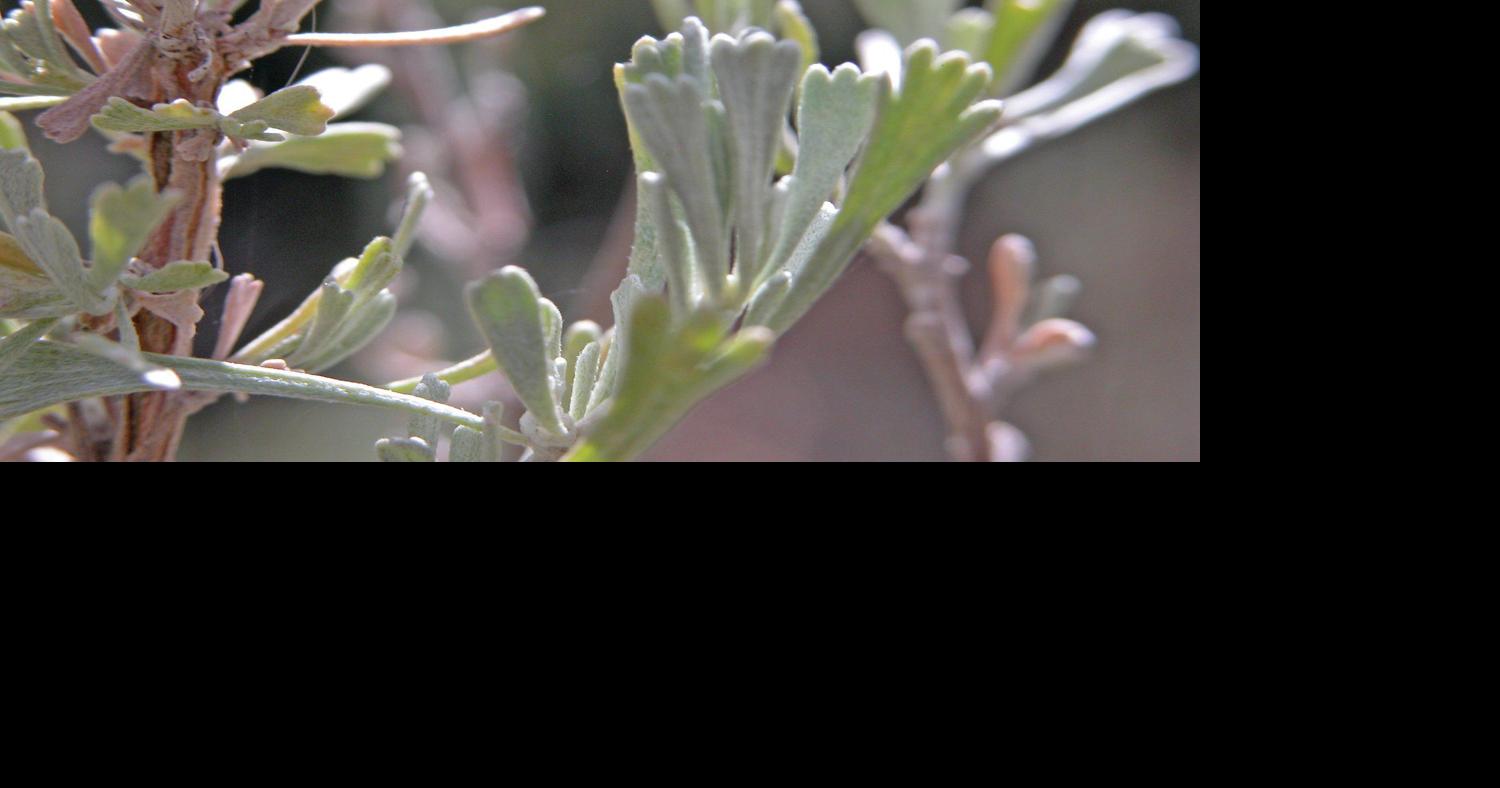 Native Plant of the Month: Chamiso | Great Outdoors | taosnews.com