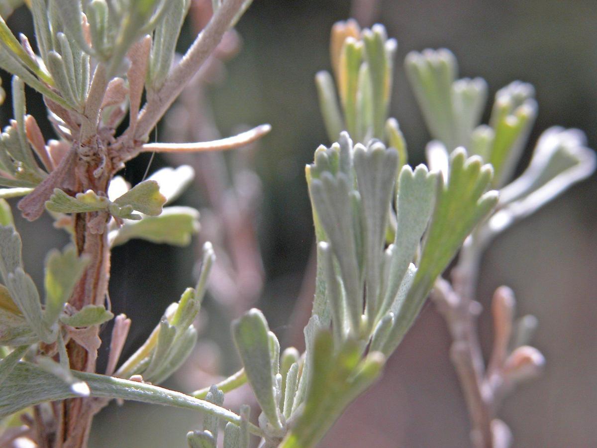 Native Plant of the Month: Chamiso | Great Outdoors | taosnews.com