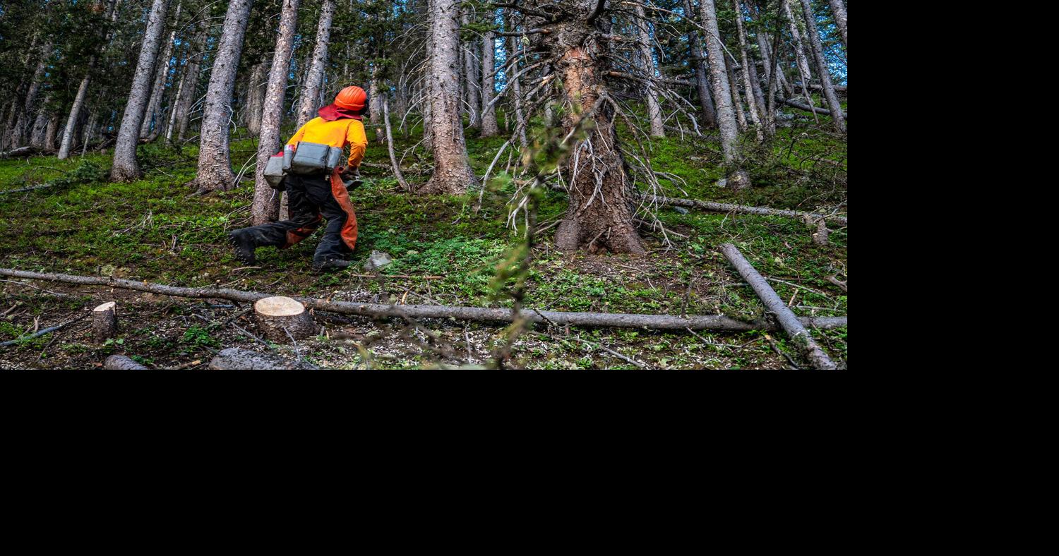 Overwhelming forest facts top wildfire prep event | Environment ...