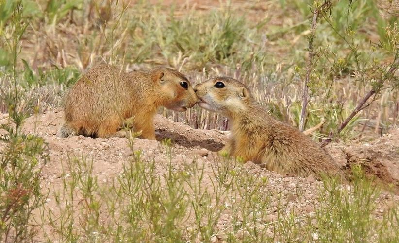 Getting to know New Mexico wildlife | Great-outdoors | taosnews.com