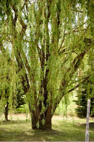Taos Tree Board an asset for our trees and community | La Vida ...