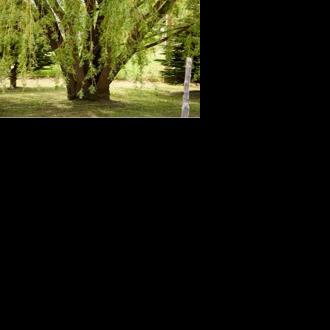 Taos Tree Board an asset for our trees and community | La Vida ...