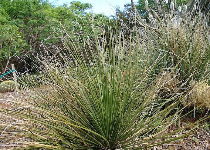 7 native plants that reduce water use | Enchanted Homes | taosnews.com