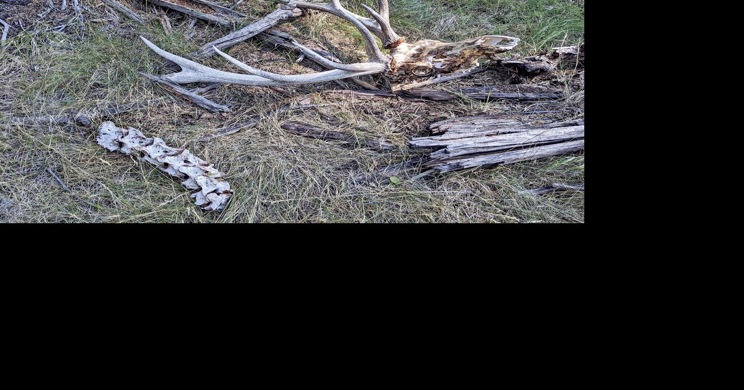 Antler collecting discouraged in national parks in N.M. | Environment ...