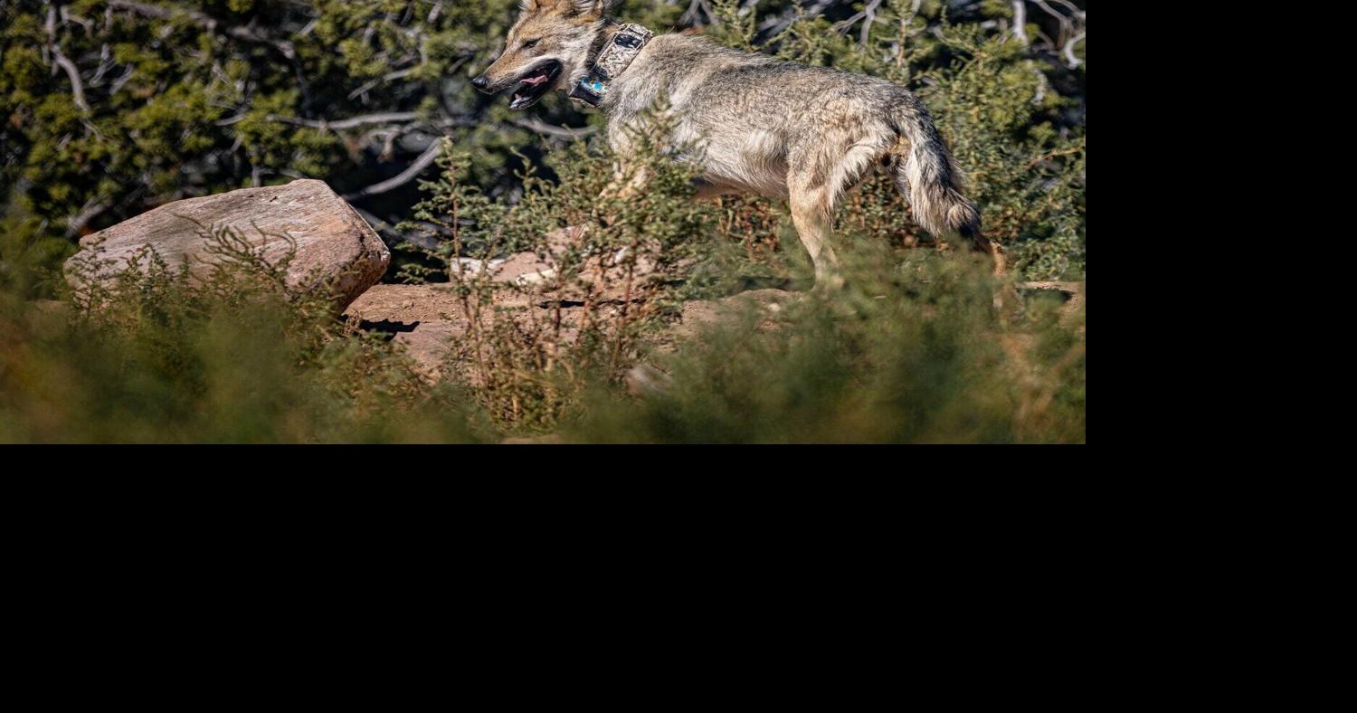 wolf pup migration study