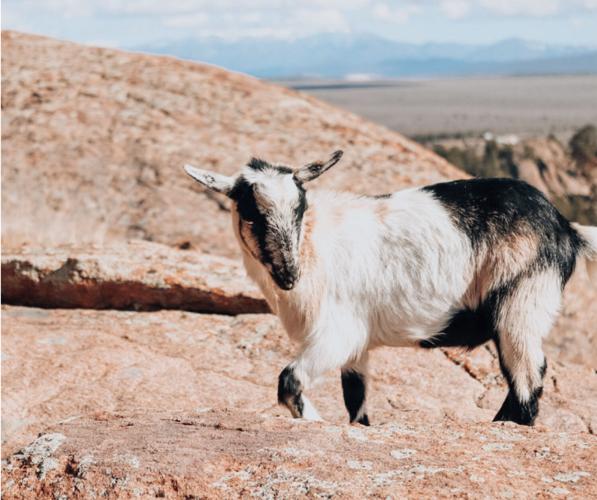 Take a stroll with goats | Business | taosnews.com