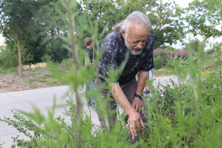 New Mexico insects face significant declines | Environment | taosnews.com