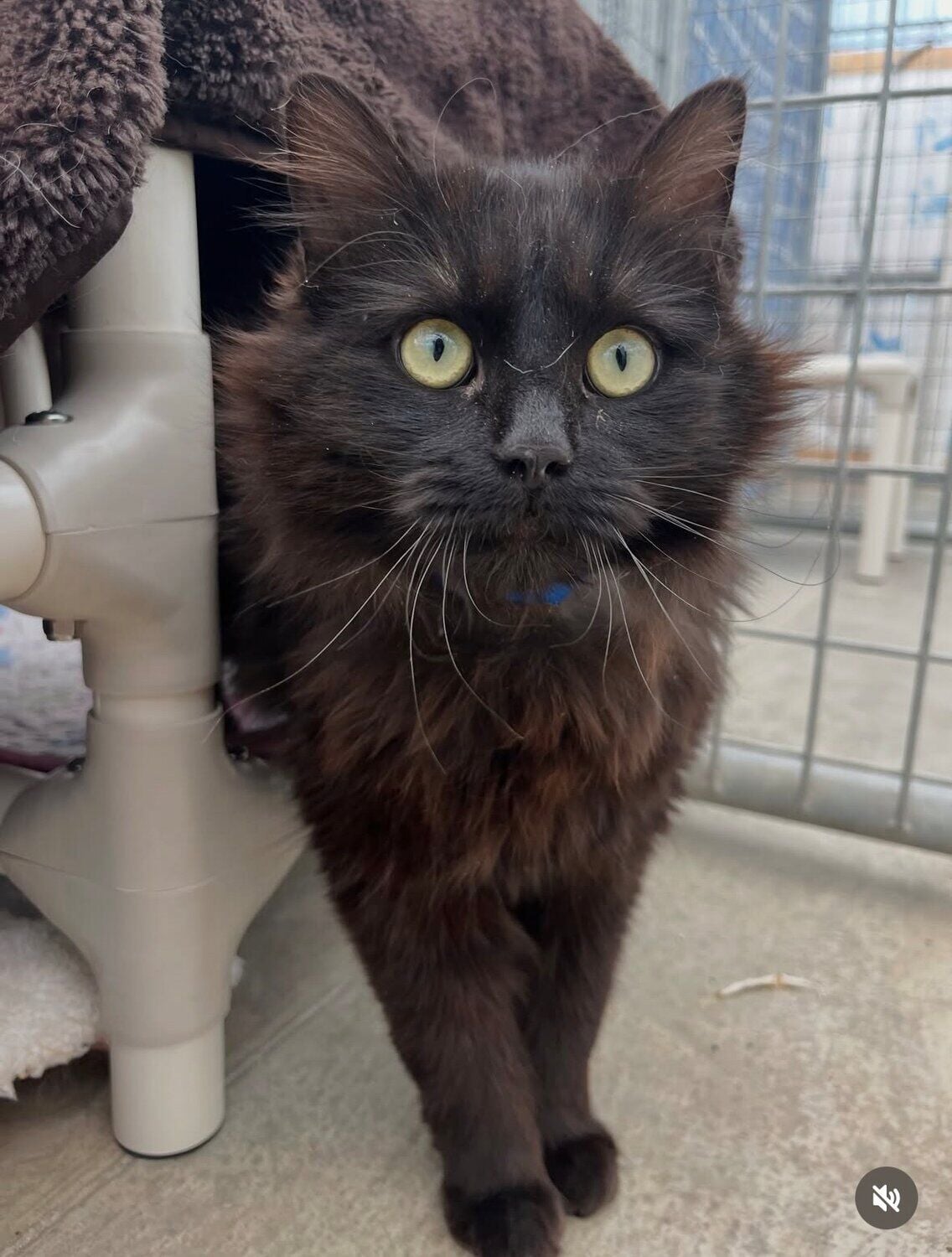 Stray Hearts Animal Shelter Report | Animals in the News | taosnews.com