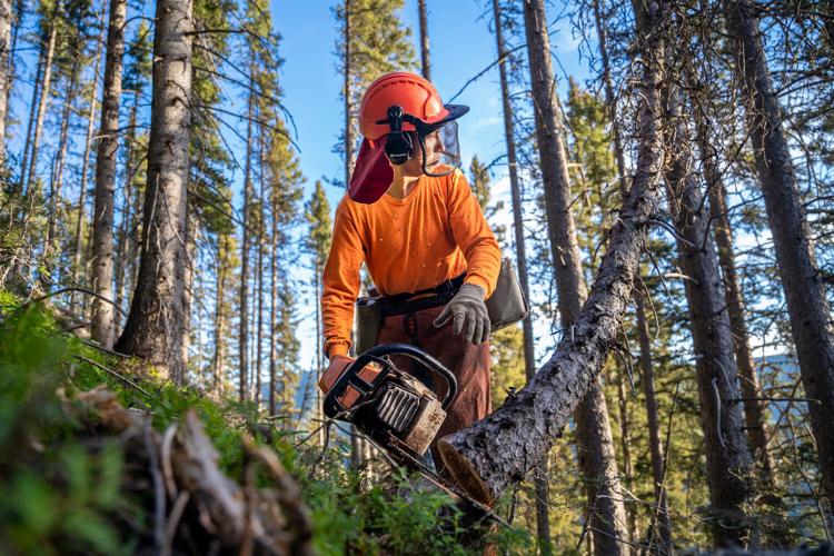 timber valley clearing