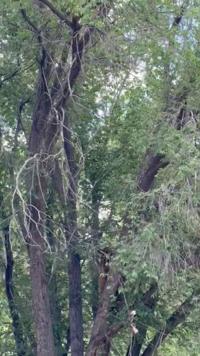 Police respond to treed bear near Smiths in Taos | public safety ...