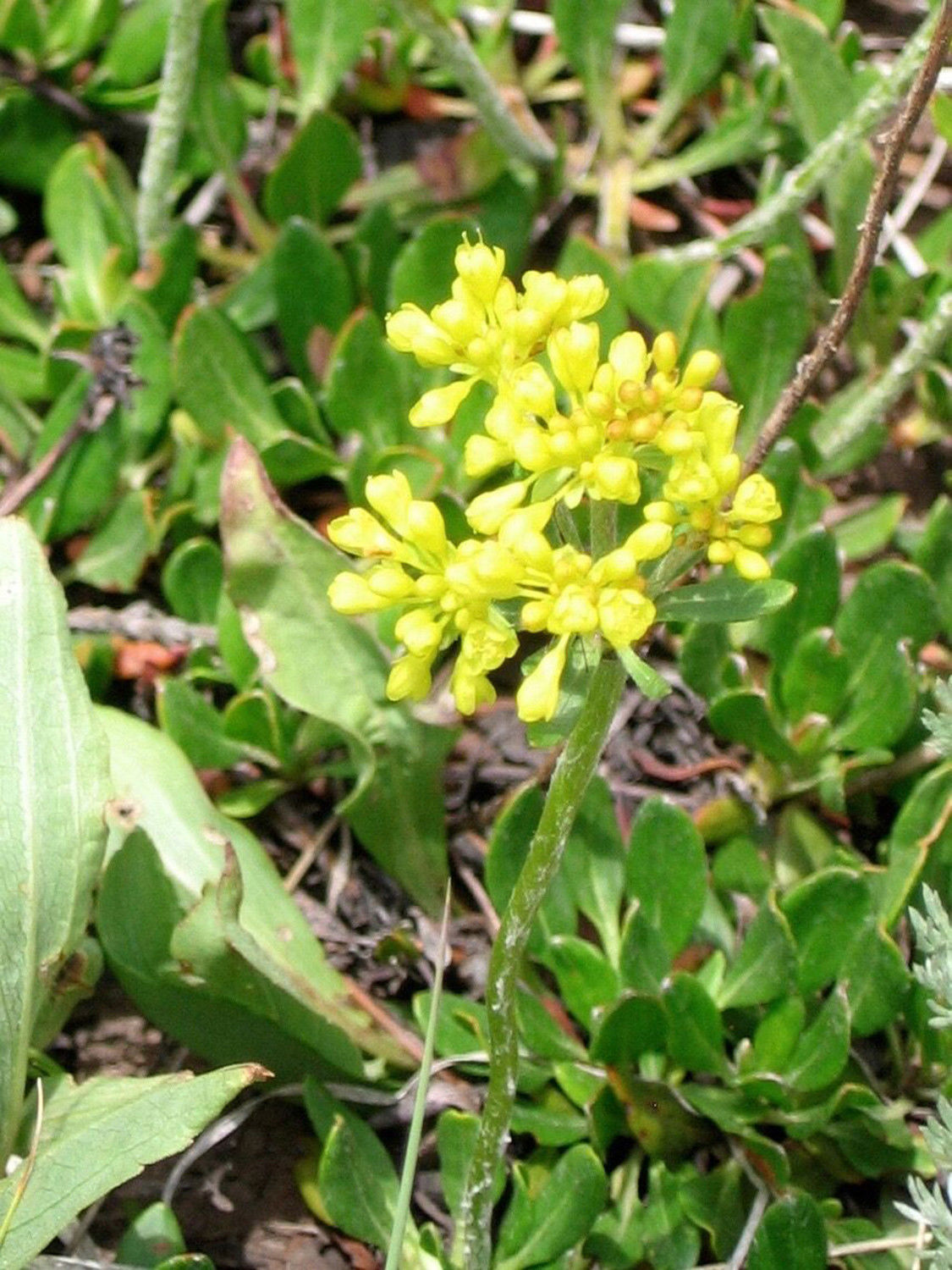 Buckwheats gone wild | La Vida | taosnews.com