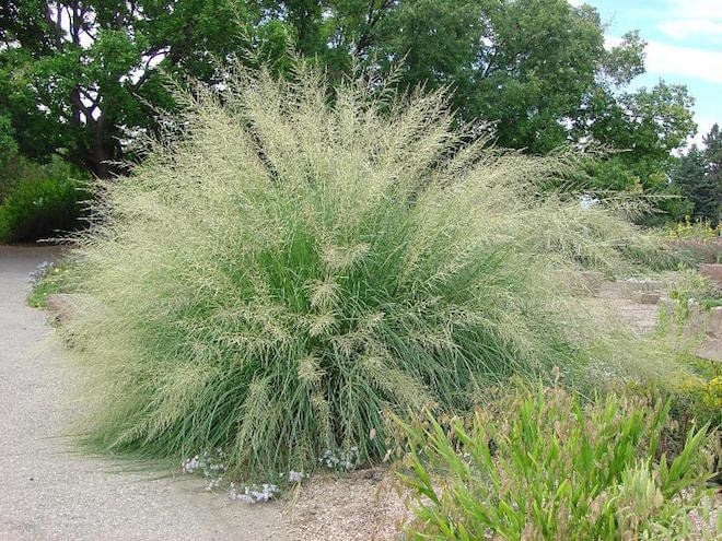 7 native plants that reduce water use | Enchanted Homes | taosnews.com