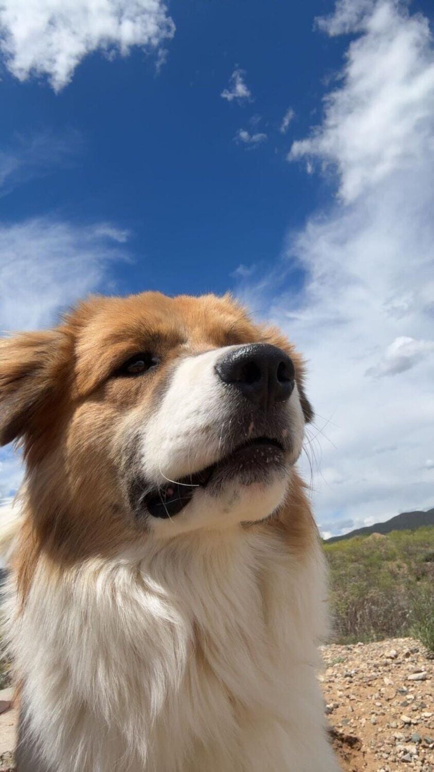 Stray Hearts Animal Shelter Report | News | taosnews.com