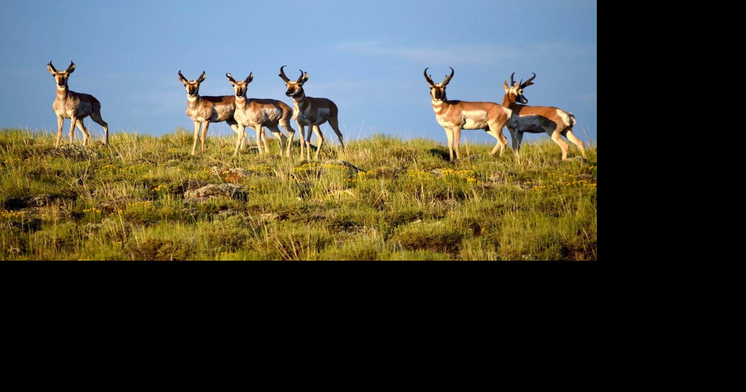Where the antelope roam | Environment | taosnews.com