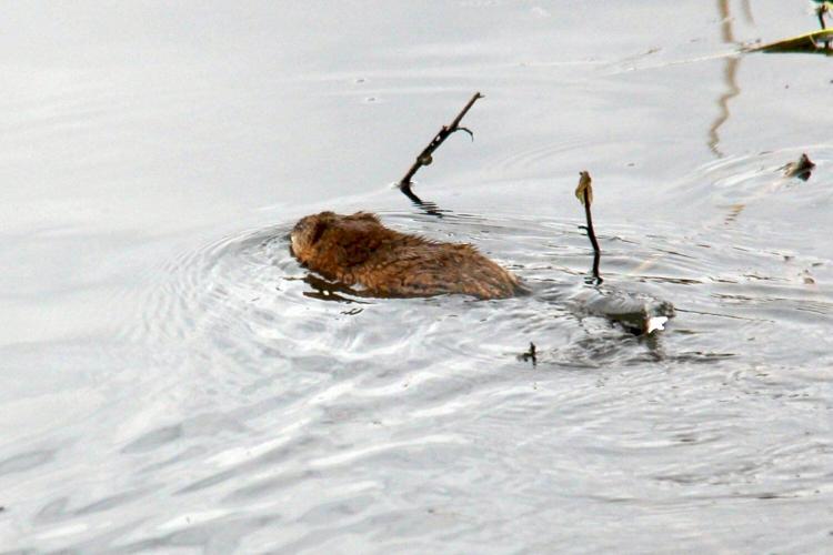 Town of Taos badgered about beaver dam damage | Local News | taosnews.com