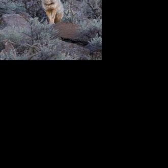 El animal de Taos: The Coyote | Magazines | taosnews.com