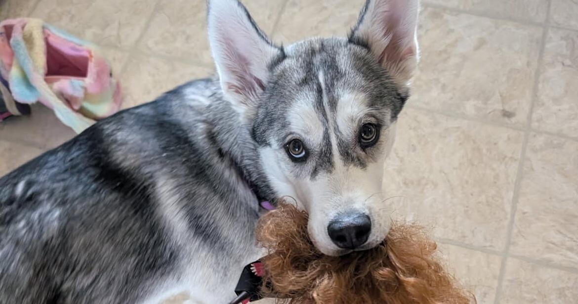 DA investigating string trimmer puppy death | public safety | taosnews.com