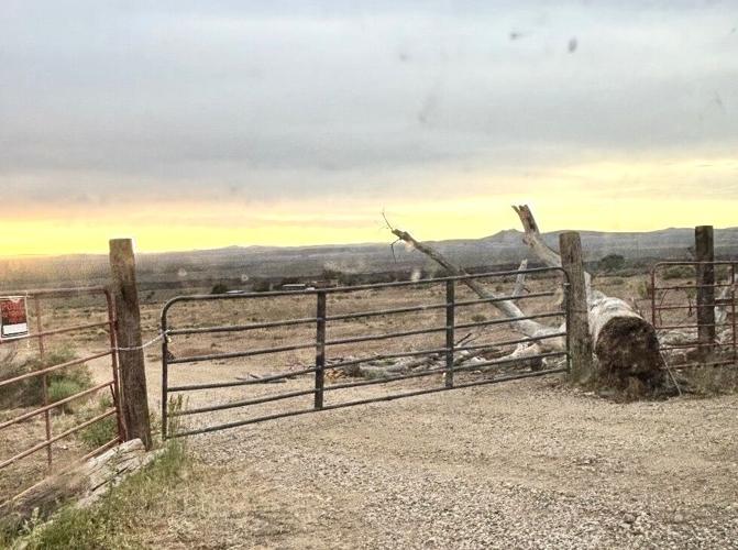 Taos 'Welcome Tree' toppled | Local News | taosnews.com