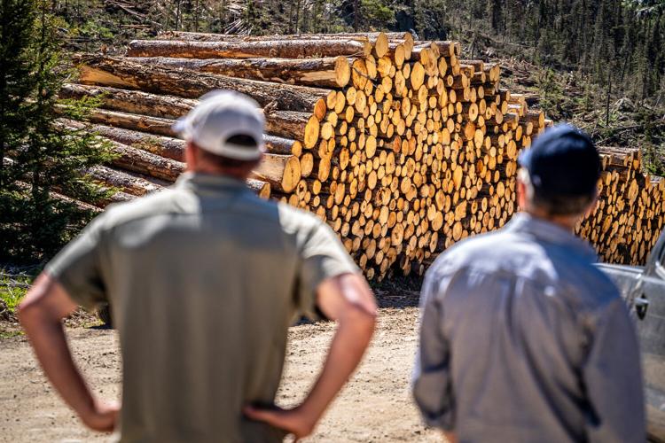 timber valley clearing