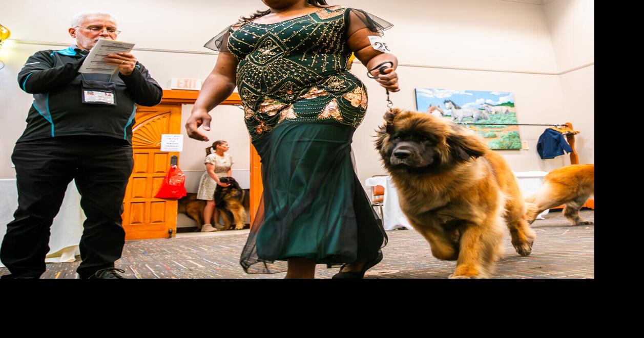 Dogs show off in Taos style | Animals in the News | taosnews.com