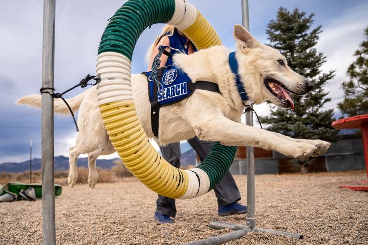 Search and rescue K9 unit keeps training front and center | Animals in ...