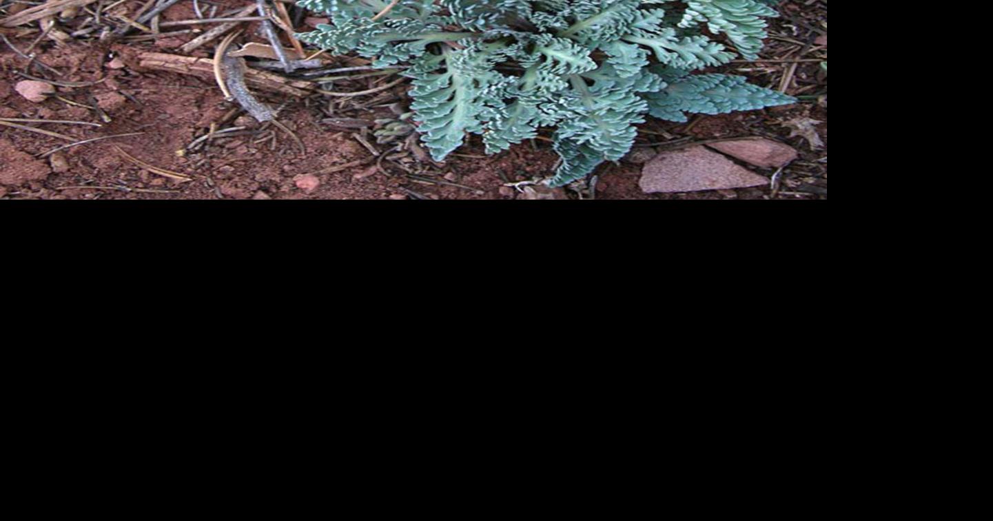 Spring's First Herb - Chimajá | La Vida | taosnews.com