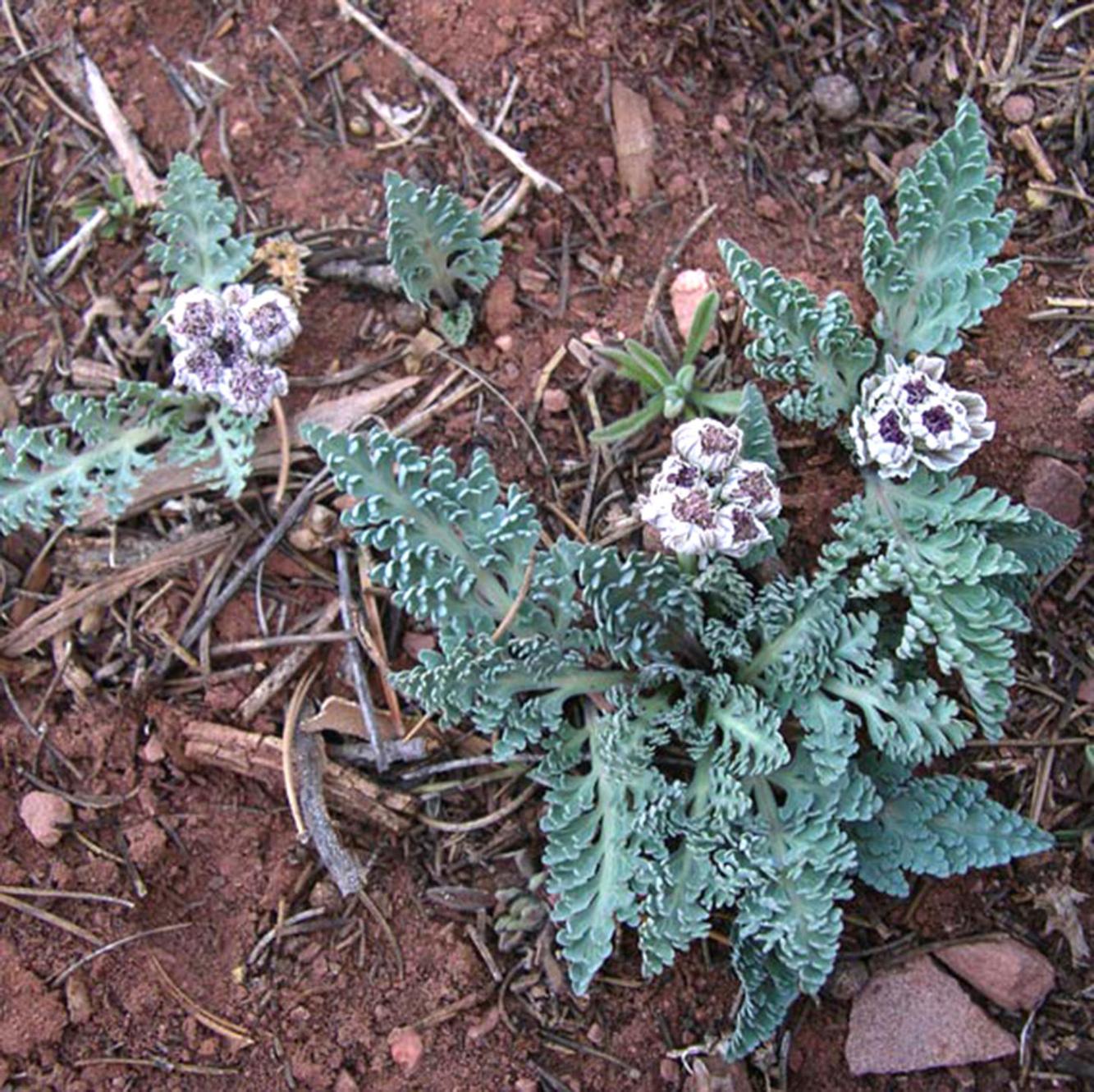 Spring's First Herb - Chimajá | La Vida | taosnews.com