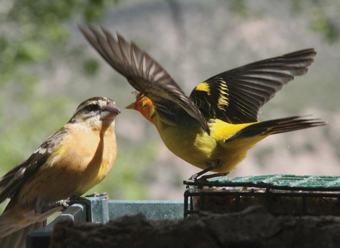 Songbird migration: A springtime miracle | La Vida | taosnews.com