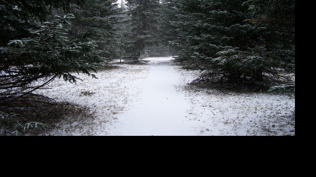 Trees are also native plants; forest ecologist to speak in Taos | La ...