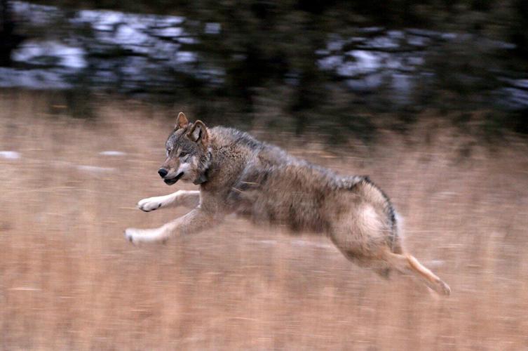 wolves running speed