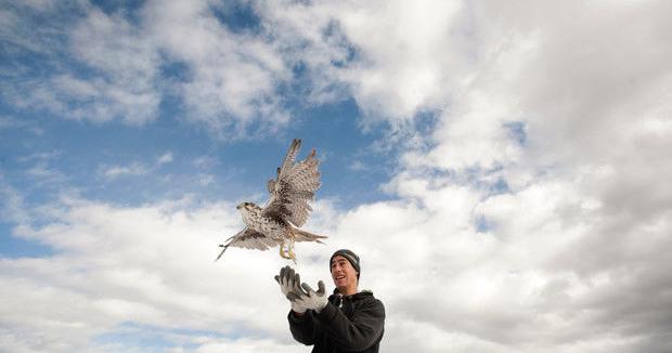 Crash turns into second chance for falcon | News | taosnews.com